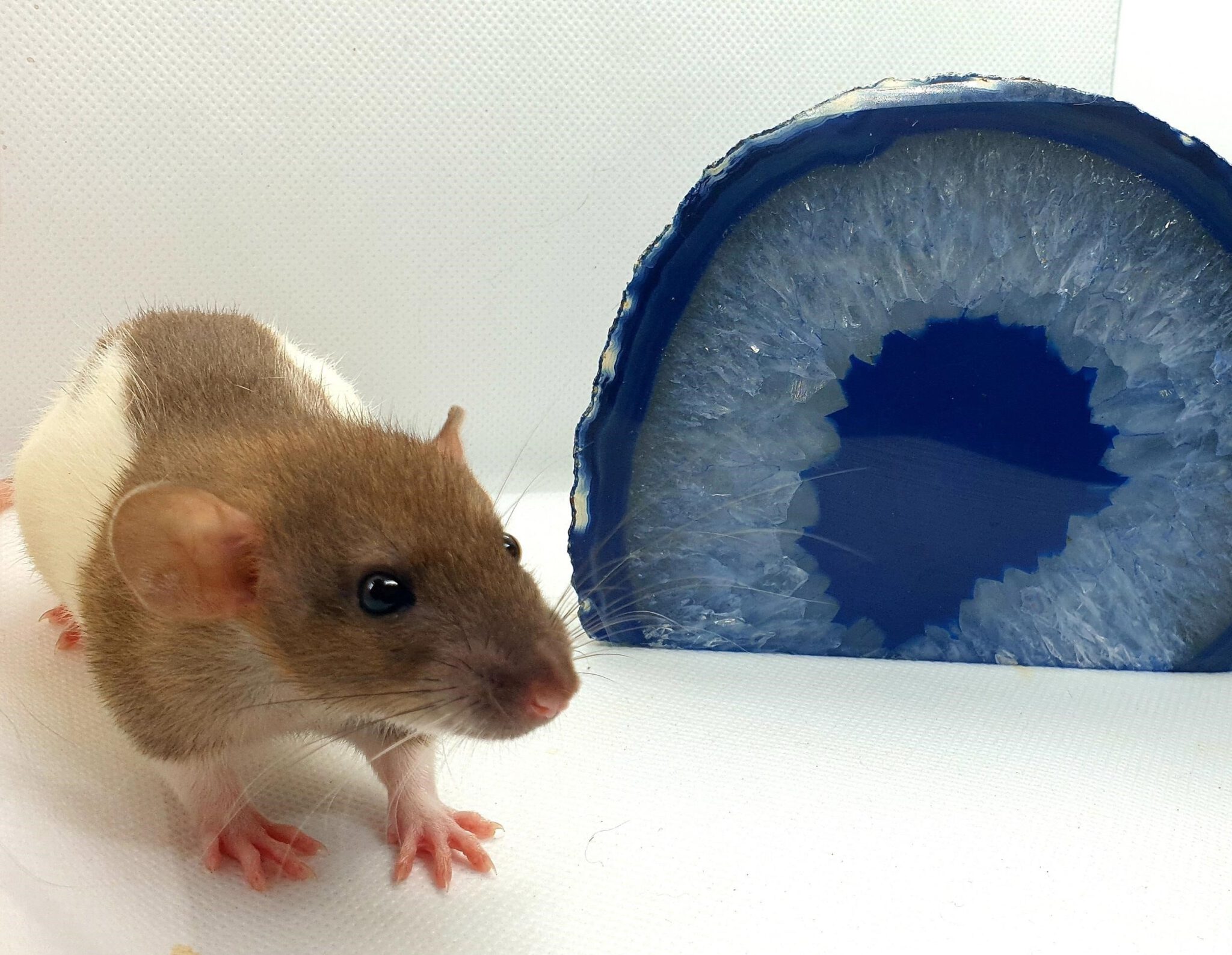 Oog kleur van de rat - Isa´s Heavenly Rattery