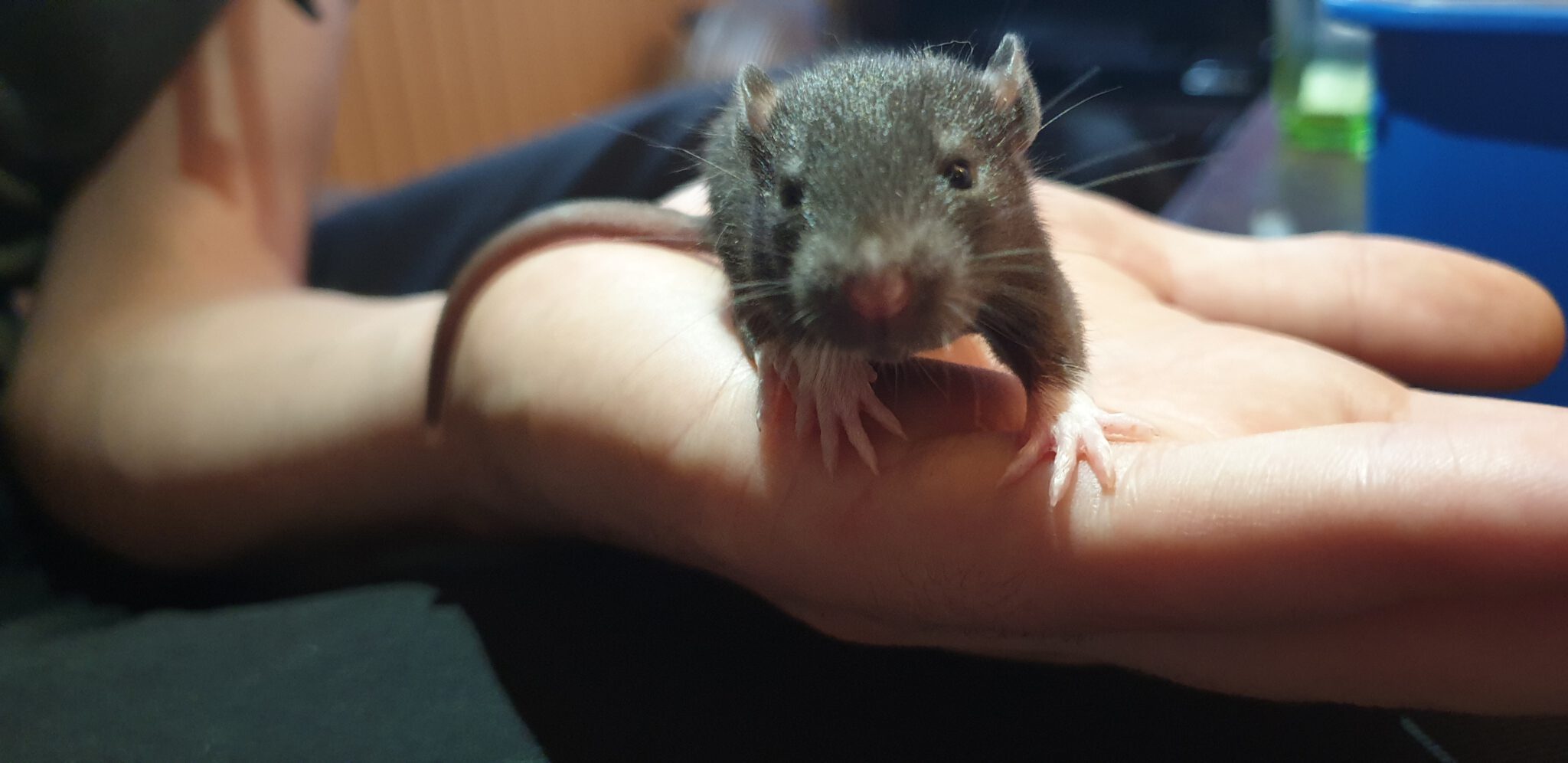 Oog kleur van de rat - Isa´s Heavenly Rattery