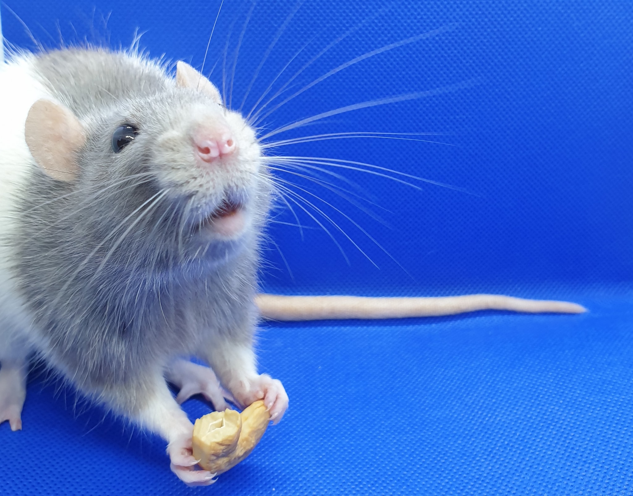 Alles over onze rattery - Isa's Heavenly Rattery