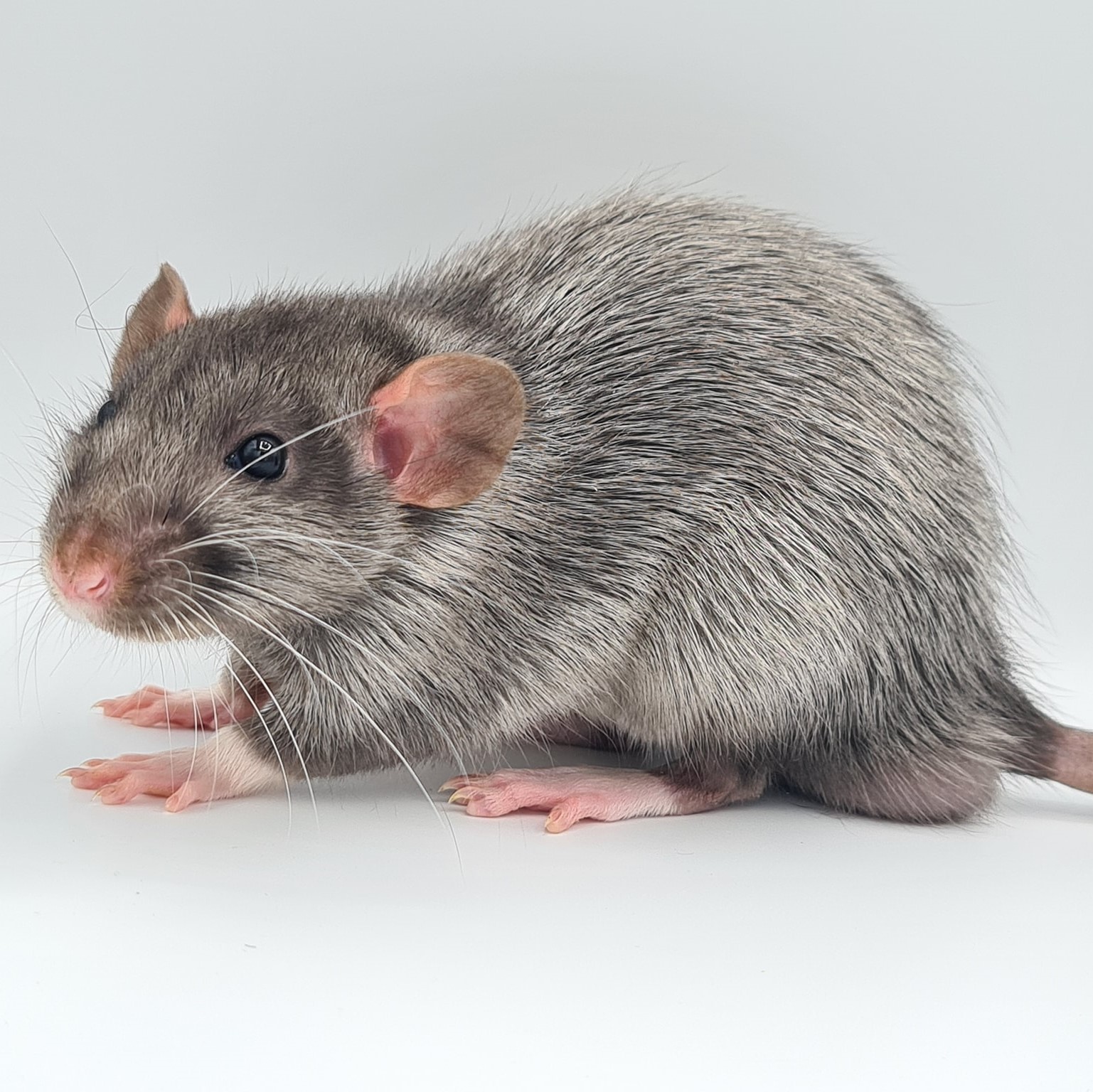 Welkom op onze website! - Isa´s Heavenly Rattery